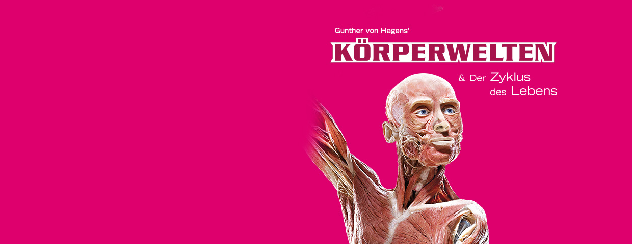 Körperwelten Tickets - oeticket.com